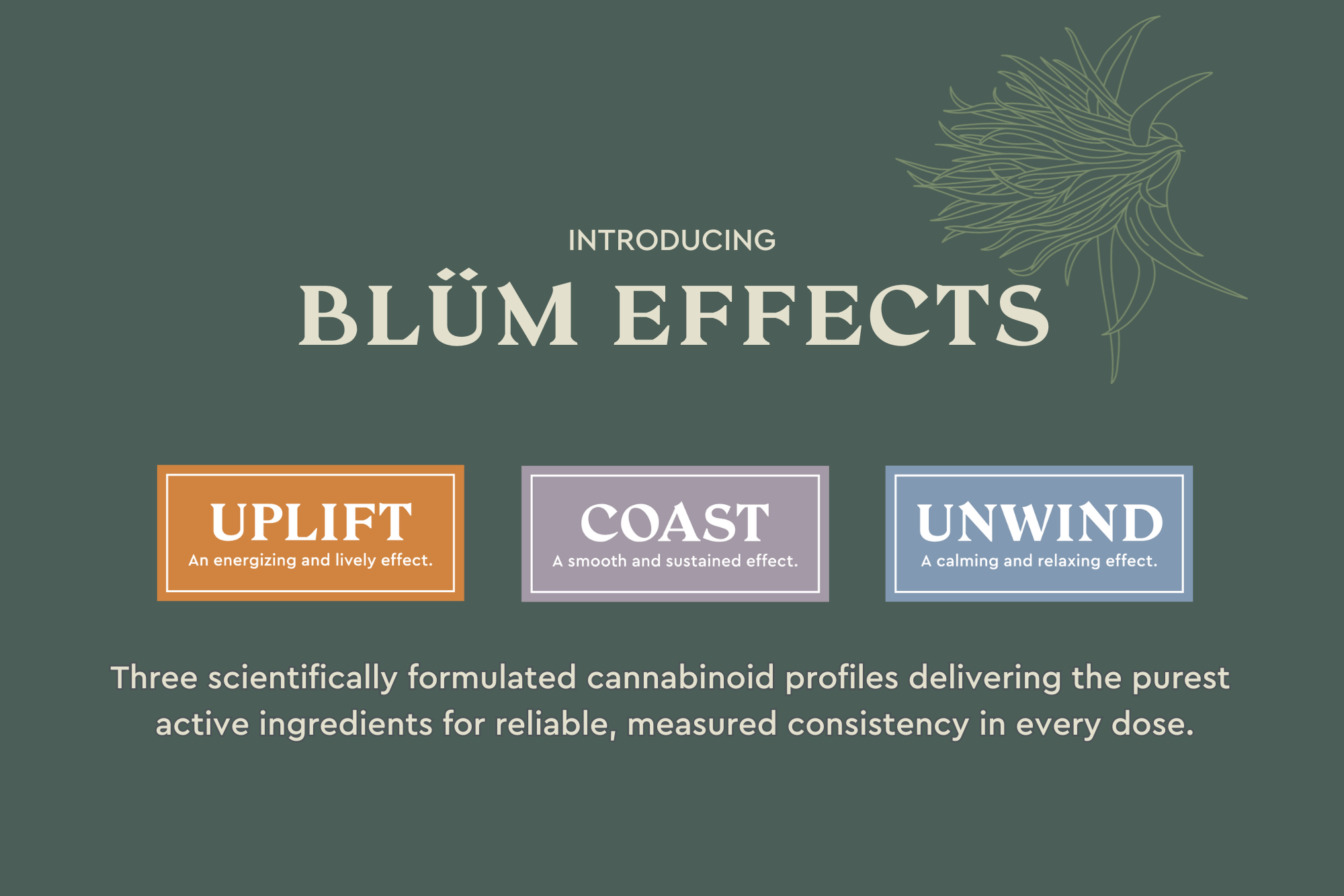 About Us – BLÜM edibles + oils + concentrates